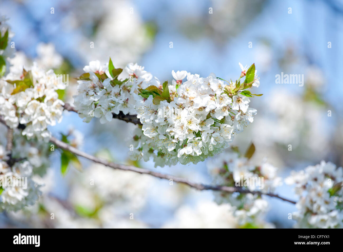 cherry tree in blossom at spring Stock Photo - Alamy