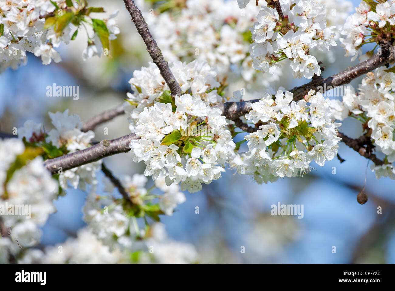 cherry tree in blossom at spring Stock Photo - Alamy