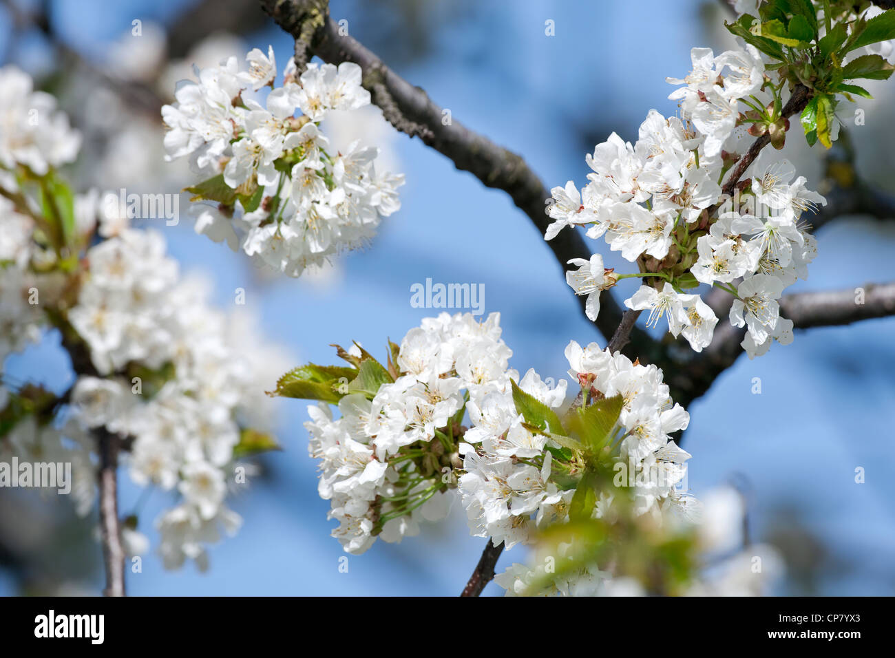 cherry tree in blossom at spring Stock Photo - Alamy