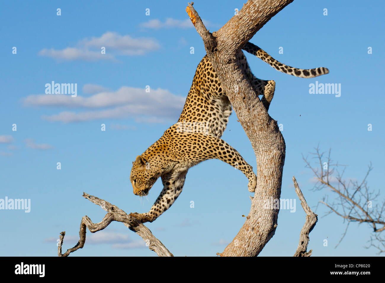 African Leopard (Panthera pardus) climbing down a tree in South Africa ...