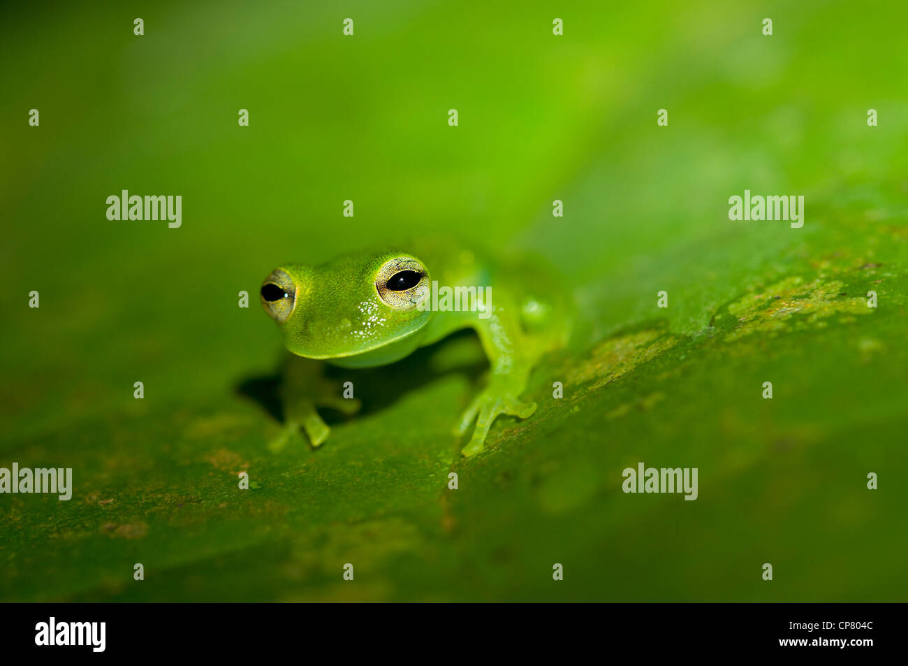 Glas frog Cochranella midas, Tiputini rain forest, Yasuni National Park ...
