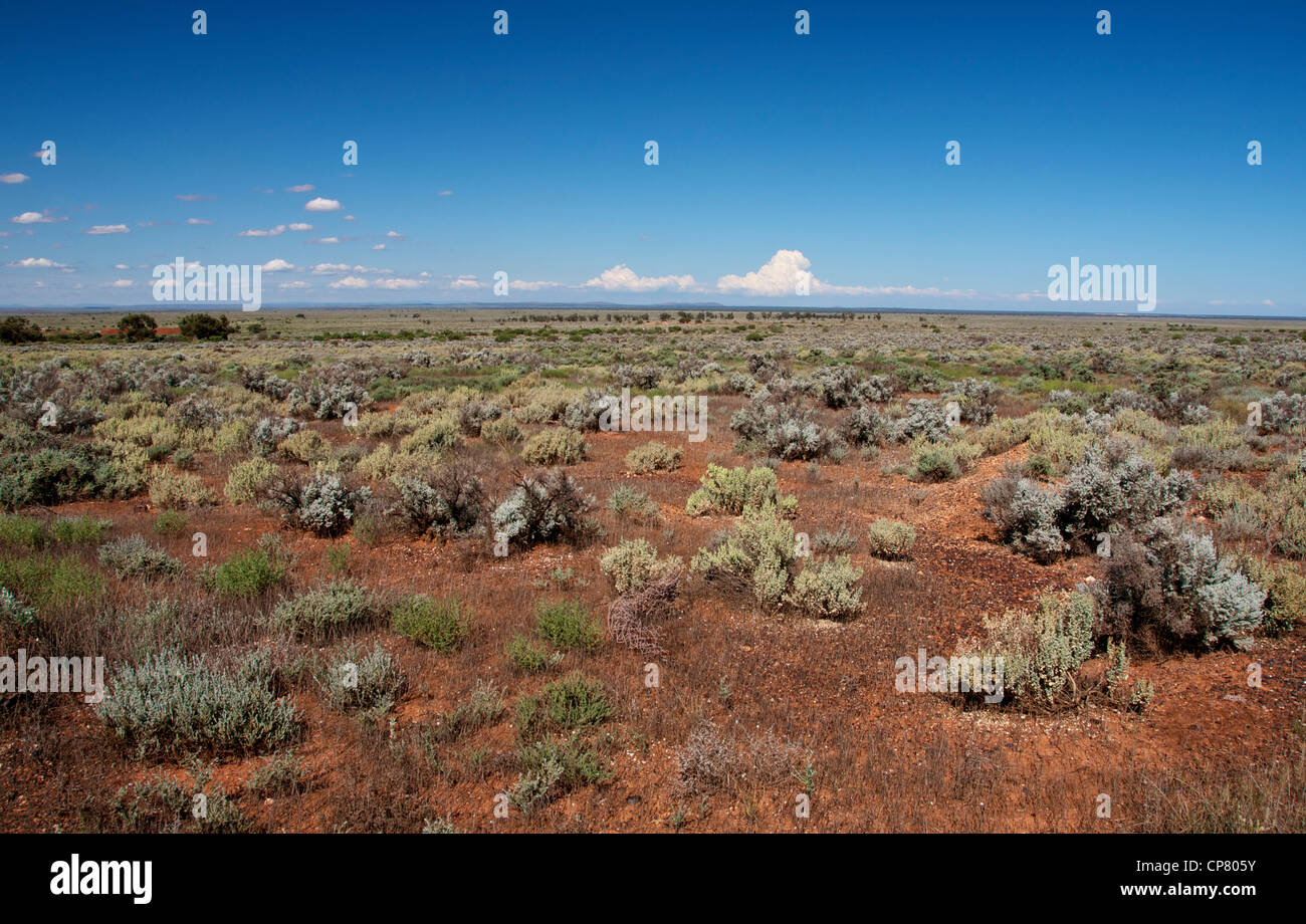 Saltbush landscape in the Eyre Peninsular South Australia Stock Photo ...