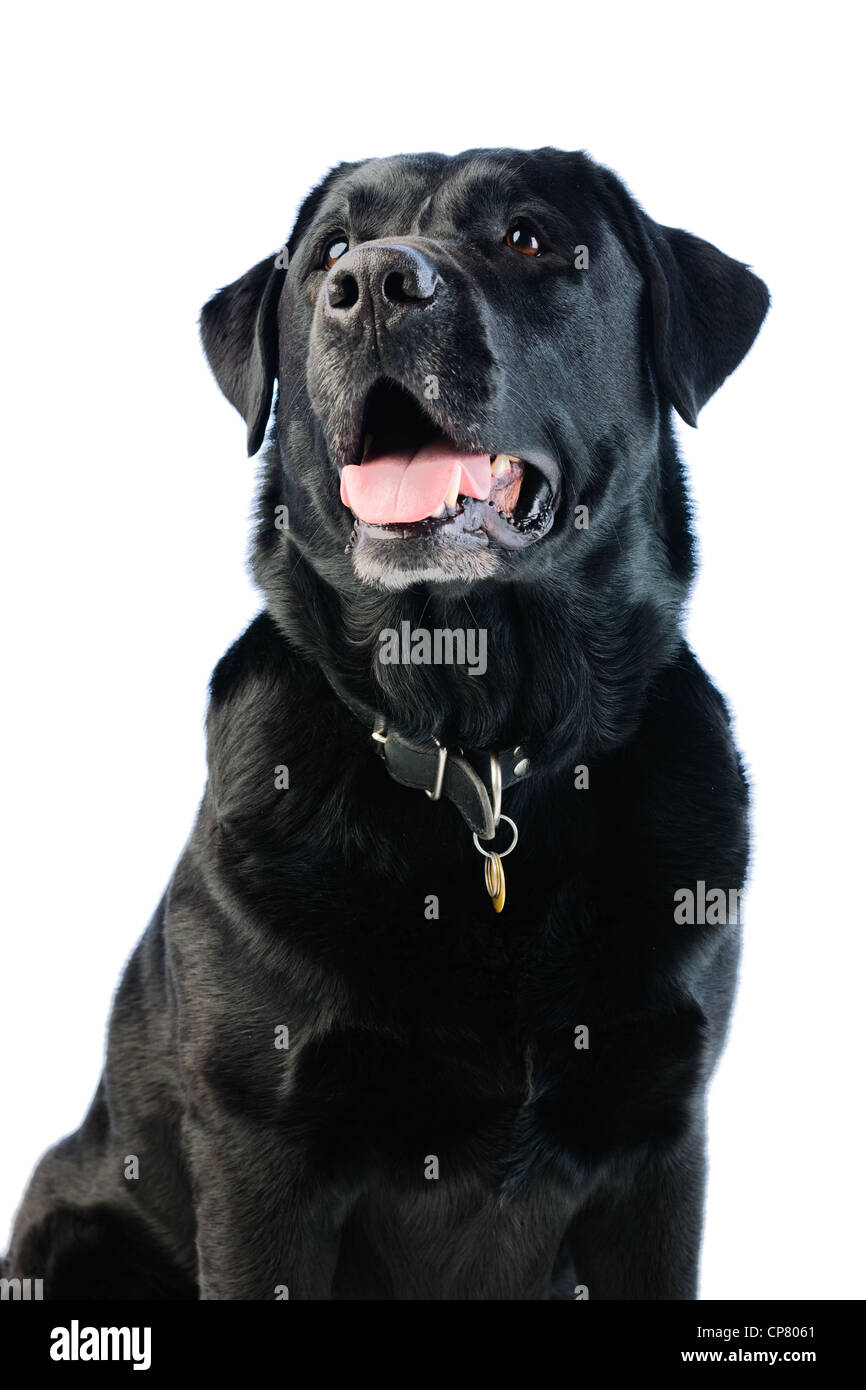 Lab labrador mutt breed hi-res stock photography and images - Alamy