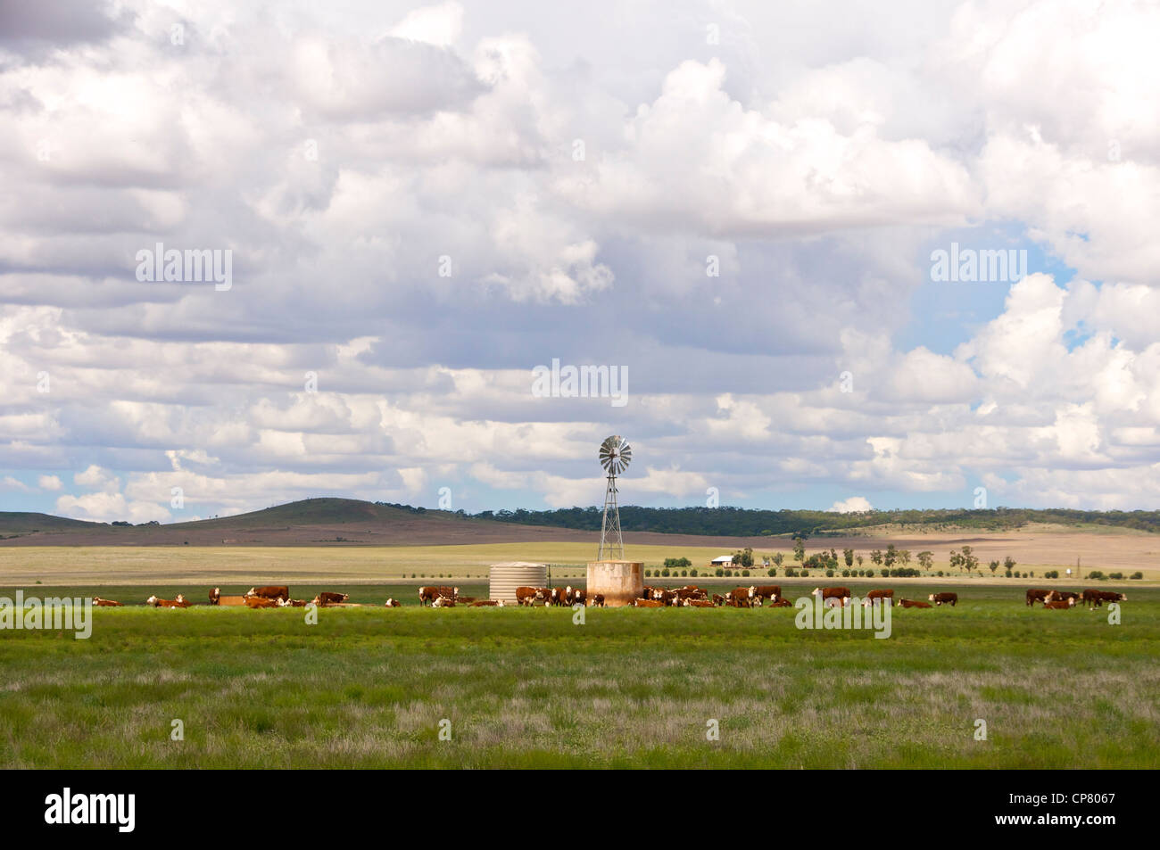 Cattle station near Yatina north of the Clare Valley South Australia ...