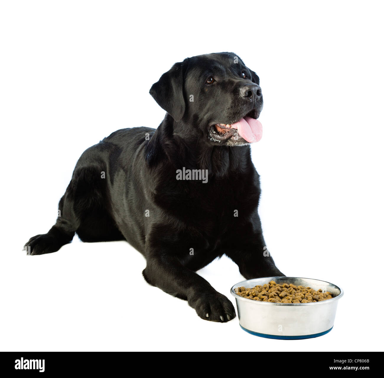 Black lab hunting hi-res stock photography and images - Alamy