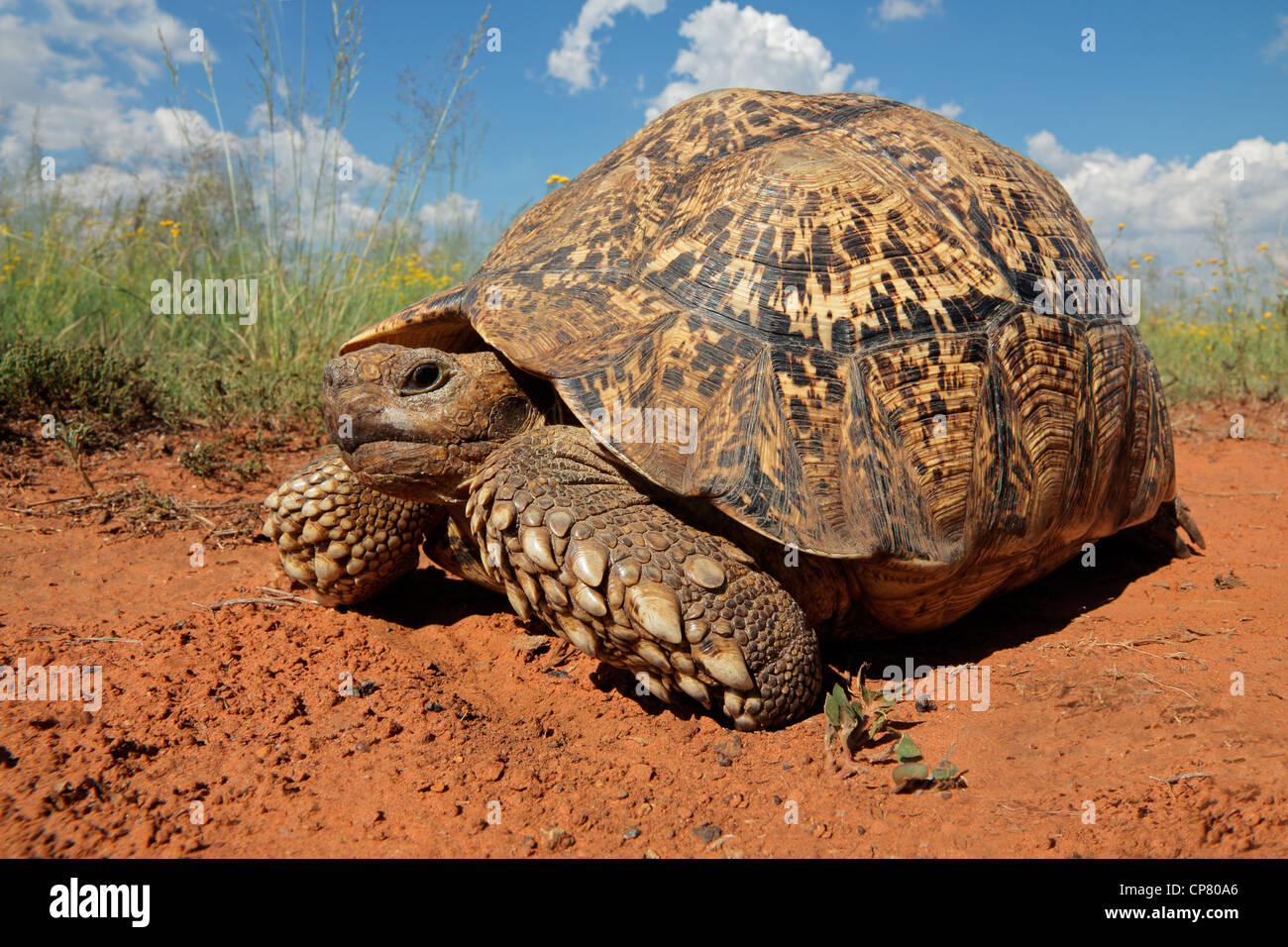 Leopard tortoise (Stigmochelys pardalis), South Africa Stock Photo - Alamy