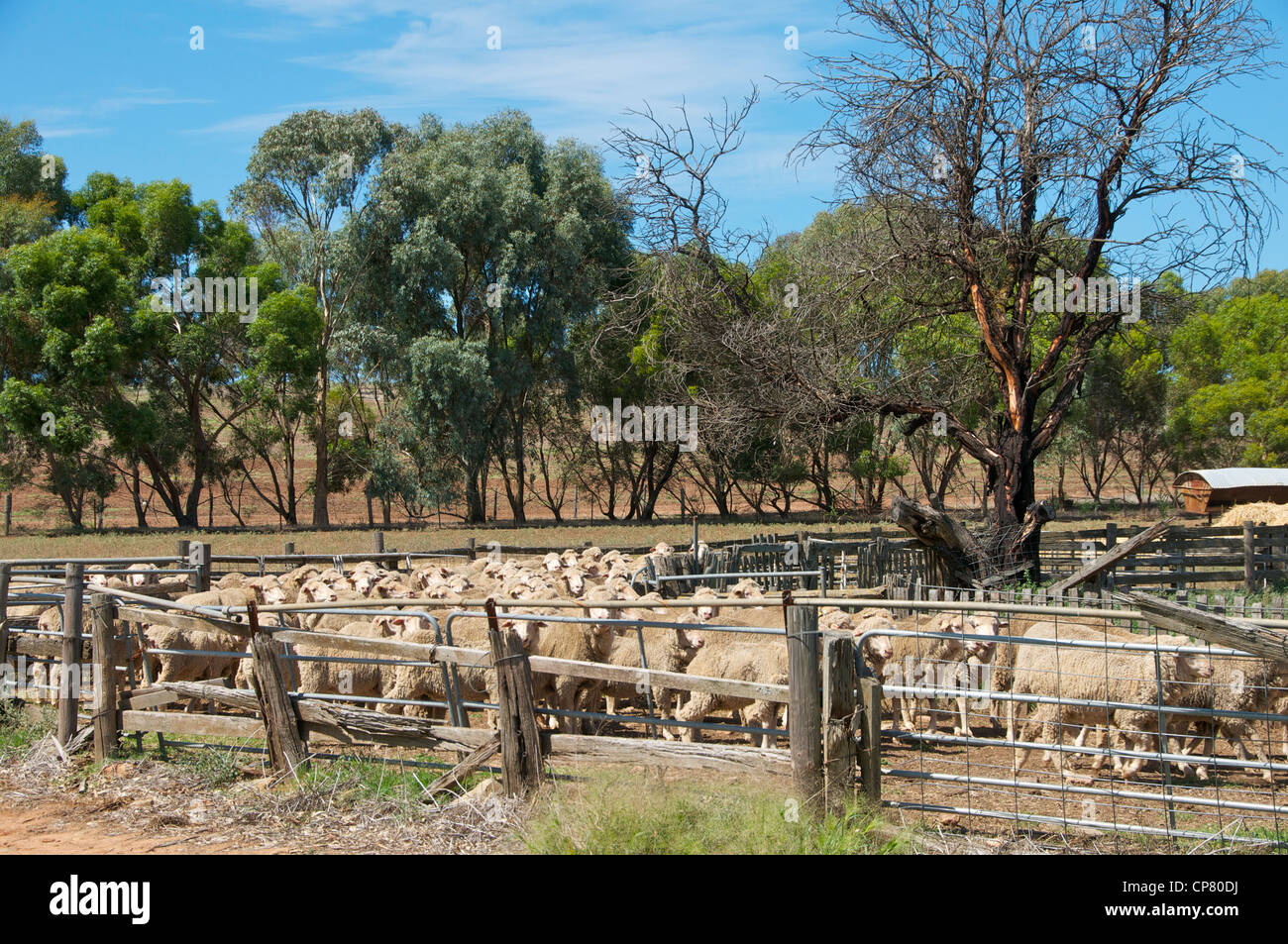 Marino sheep Bungaree Station Clare Valley South Australia Stock Photo ...
