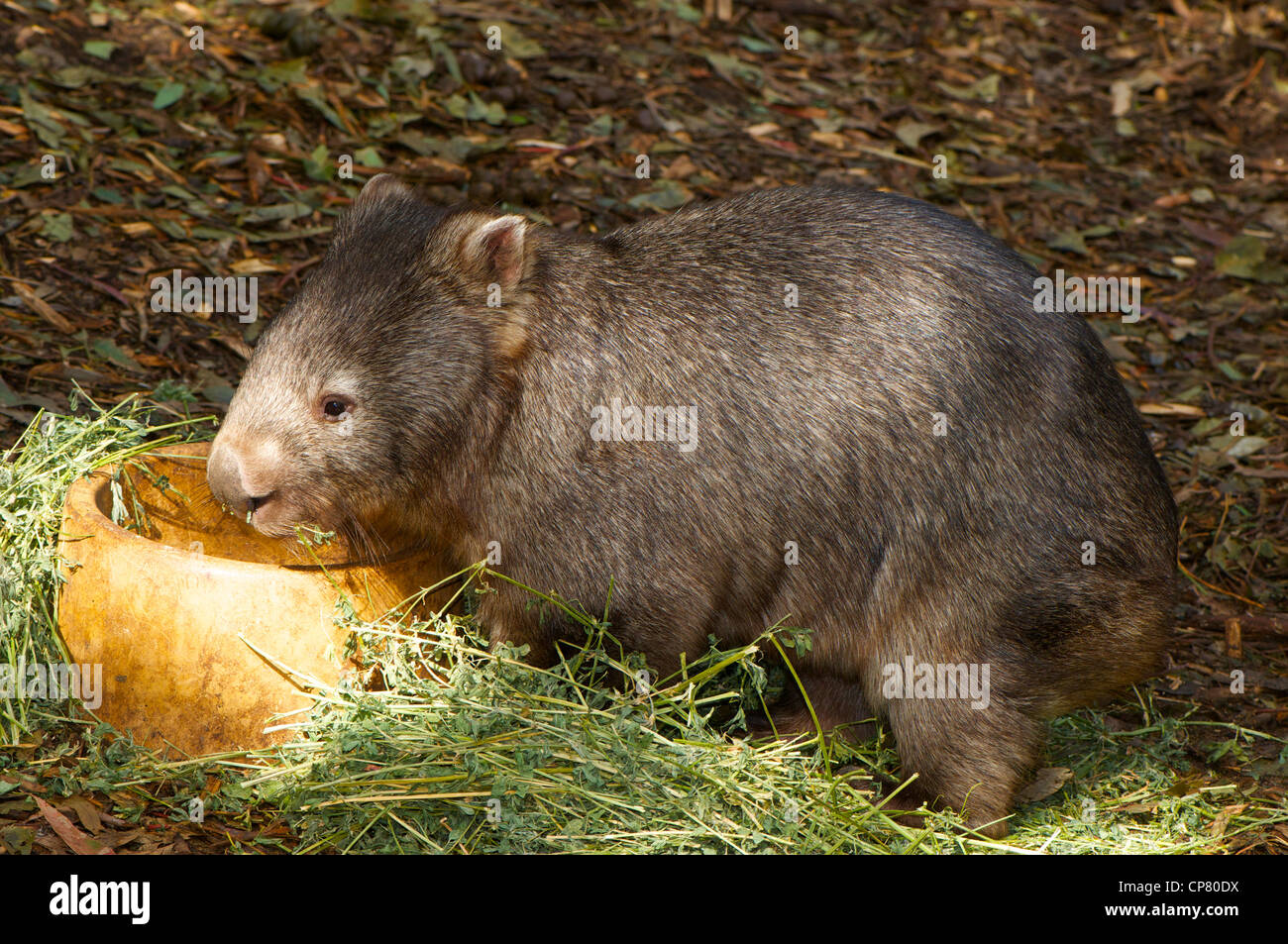 Australian marsupial herbivore hi-res stock photography and images - Alamy