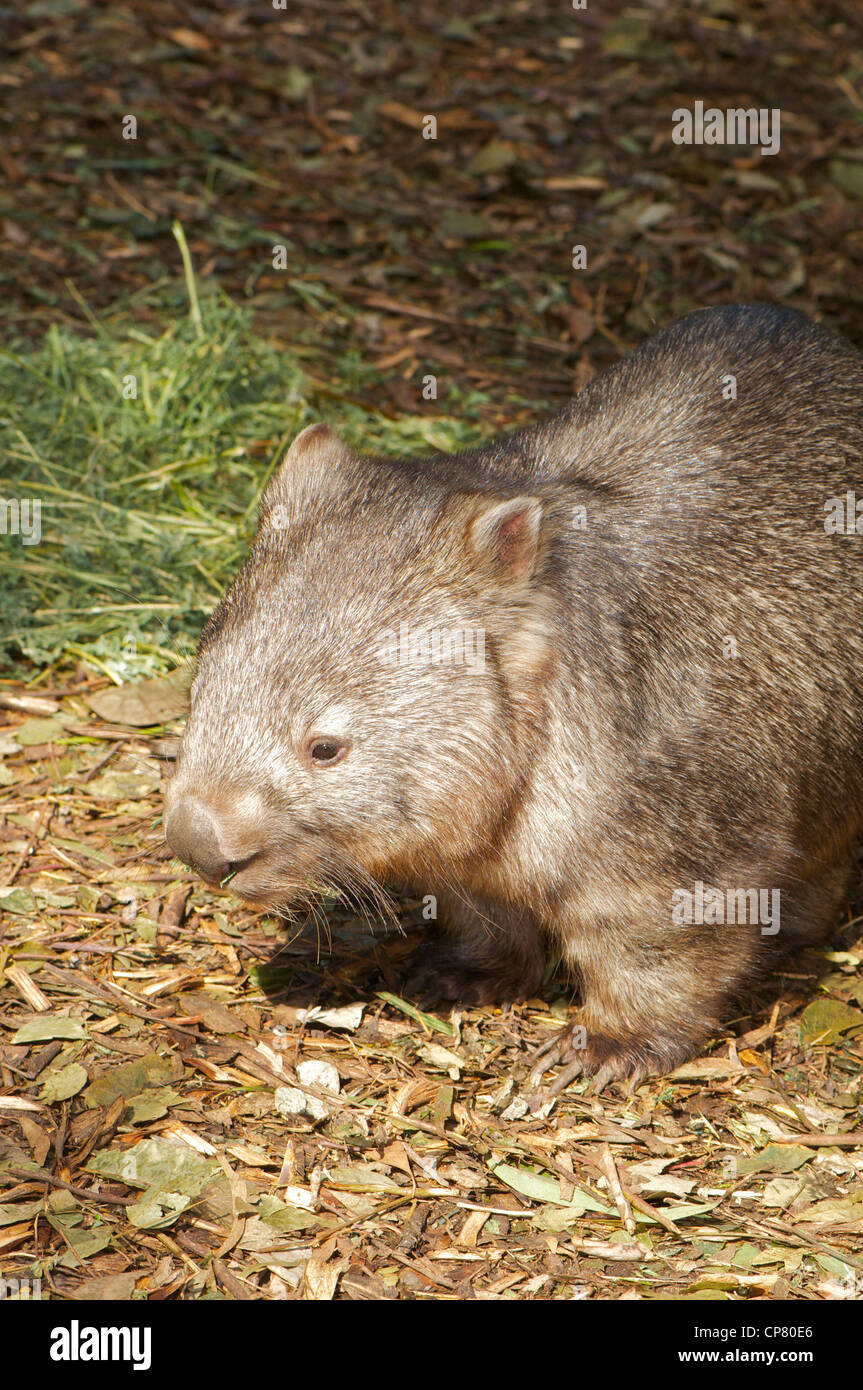 Wombat in the Australian bush Stock Photo - Alamy