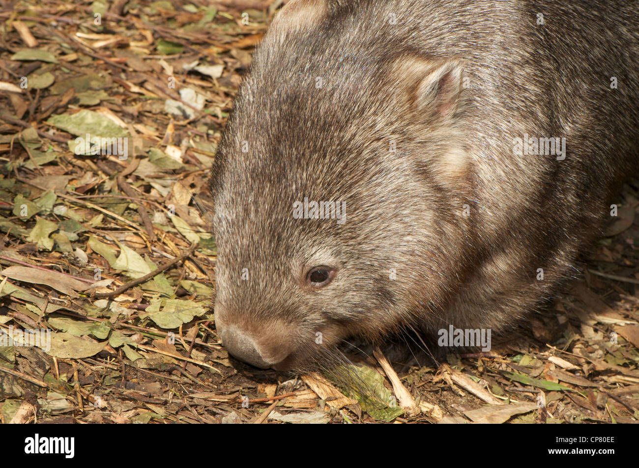 Wombat in the Australian bush Stock Photo - Alamy