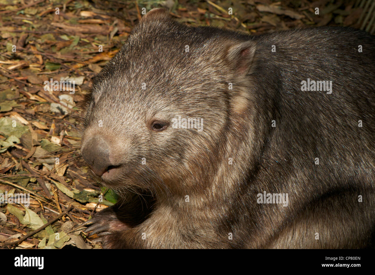 Wombat in the Australian bush Stock Photo - Alamy