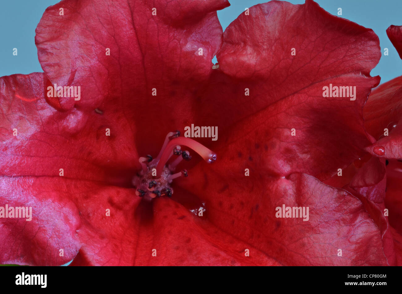 Deep red rhododendron flower showing petals, stamens, etc Stock Photo ...