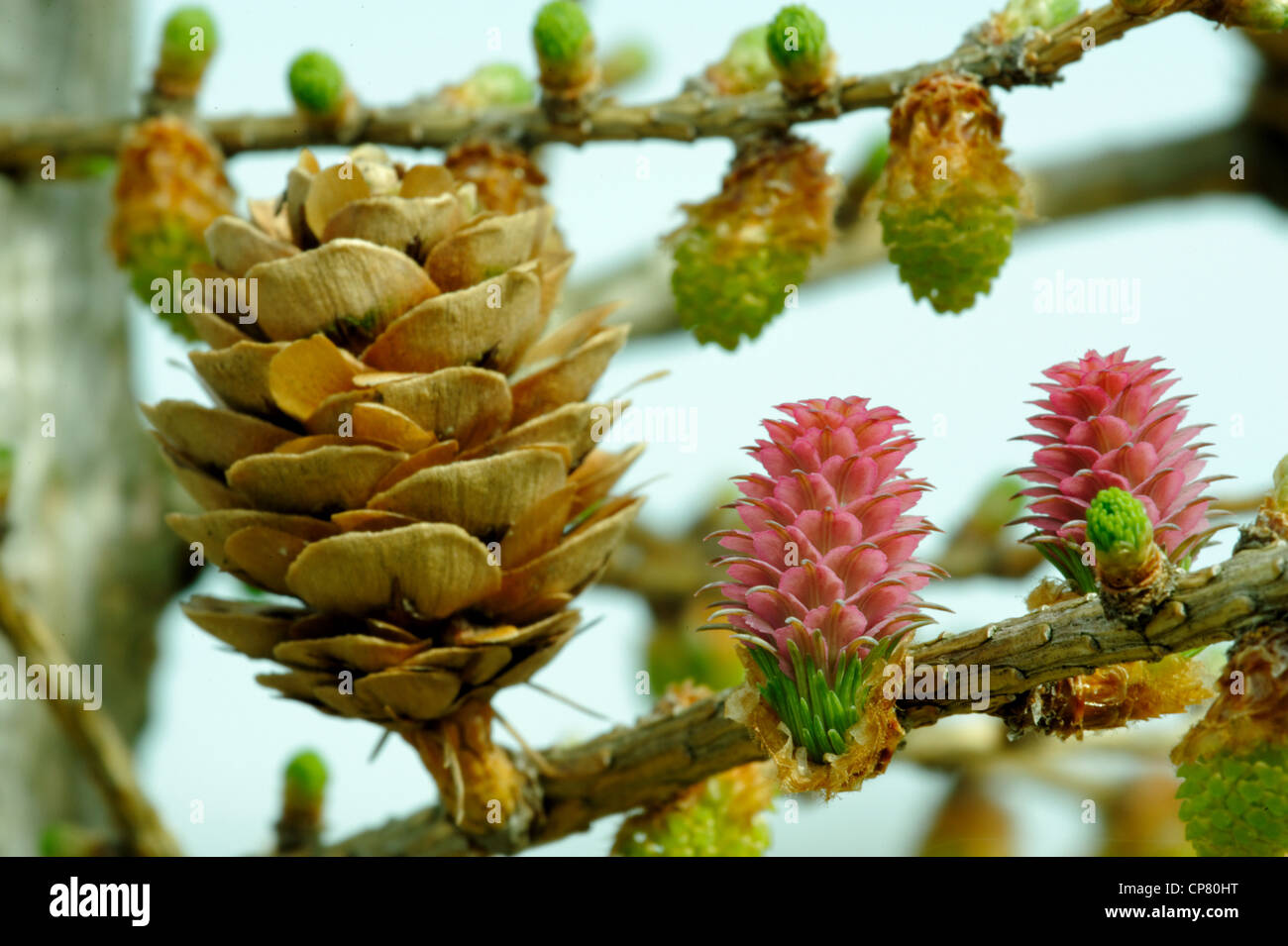Pollen cones hi-res stock photography and images - Alamy
