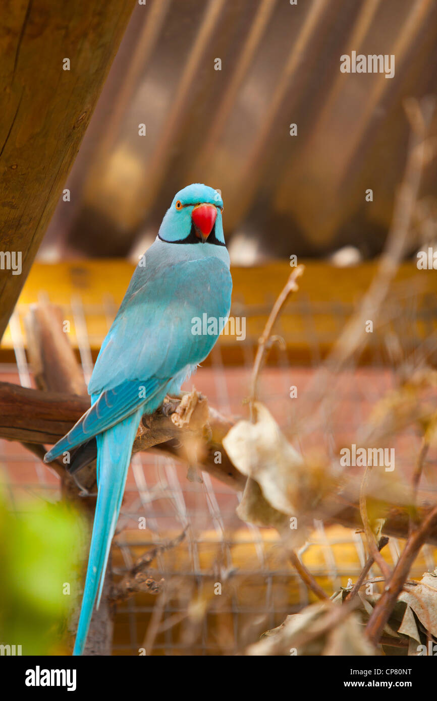 A Blue Ringneck Parrot in a tree at Butterfly World, Klapmuts, South ...