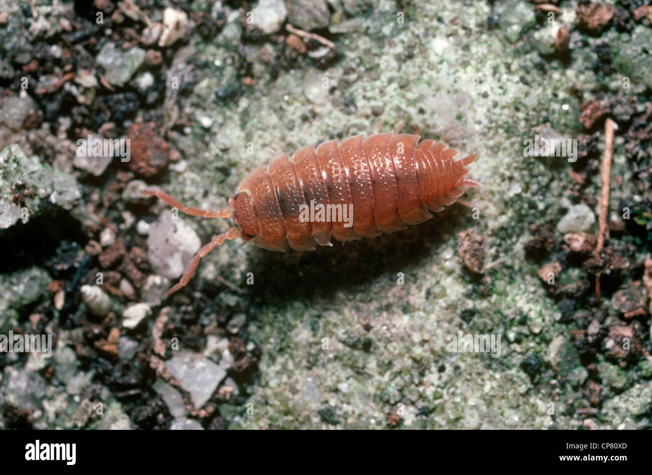 Common rough woodlouse (Porcellio scaber) pink form in a garden UK ...