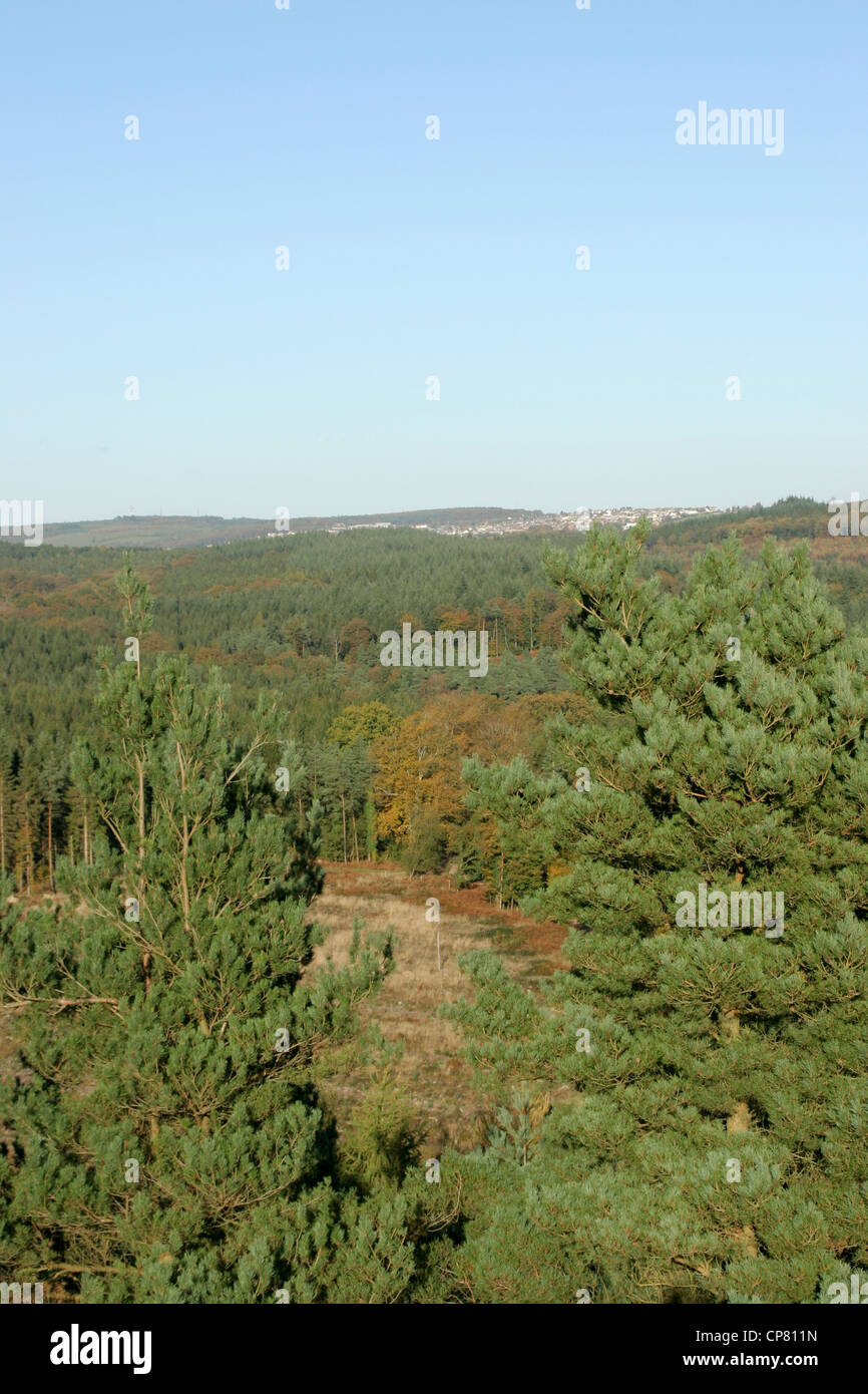 New Fancy Viewpoint Forest of Dean Gloucestershire England UK Stock ...