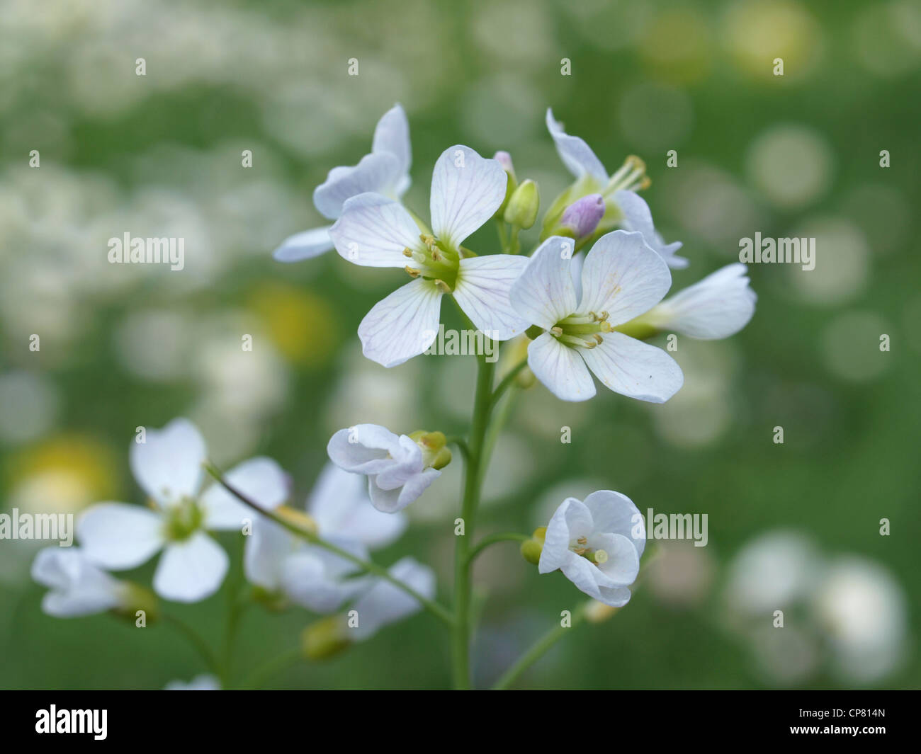 Rosids ii hi-res stock photography and images - Alamy