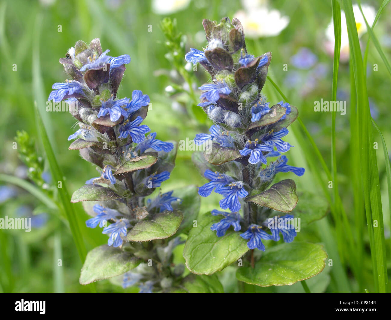 Ajuga reptans hi-res stock photography and images - Alamy