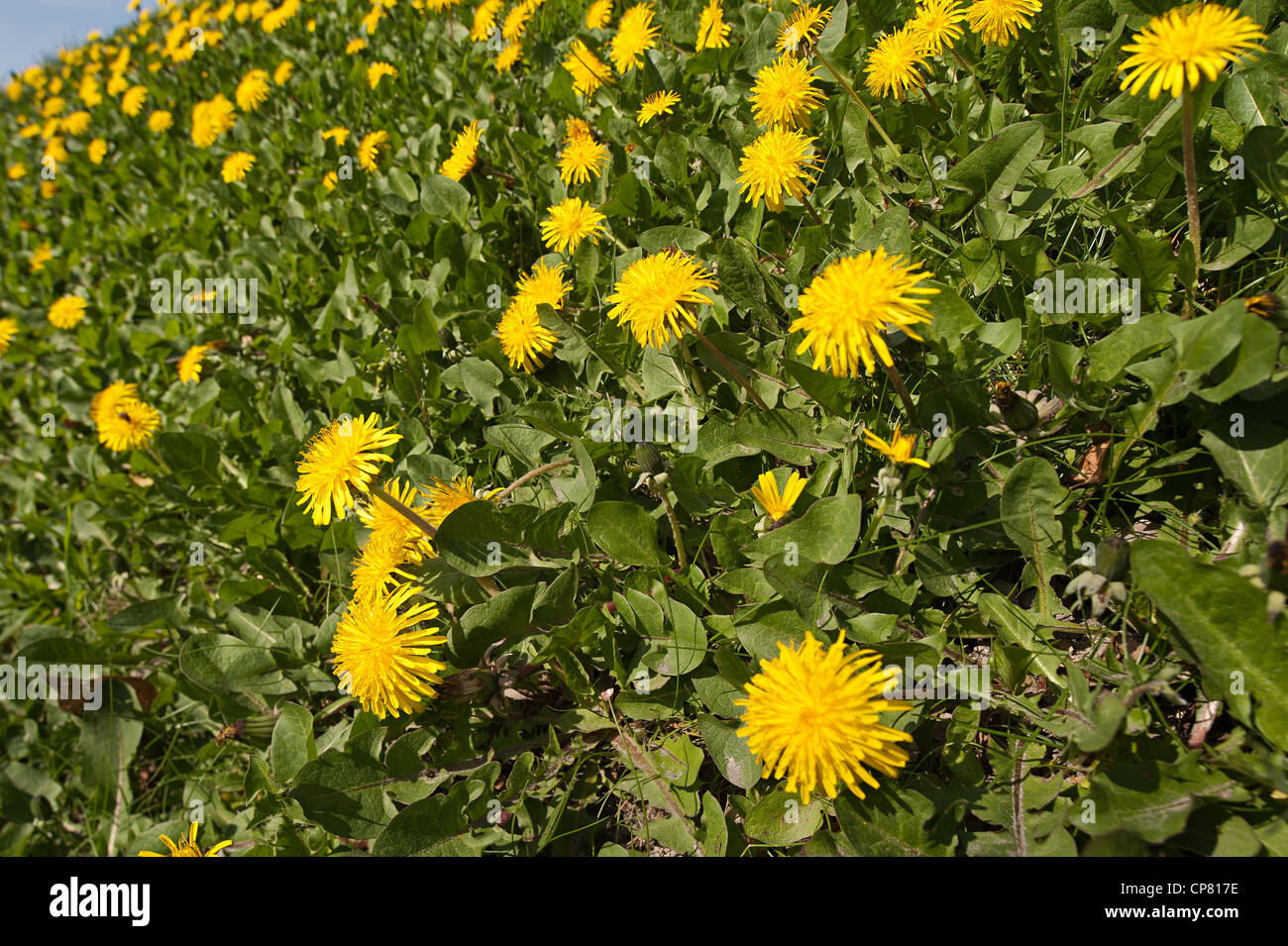 Sunny bank of dandelion meadow marks the start of the summer Stock ...