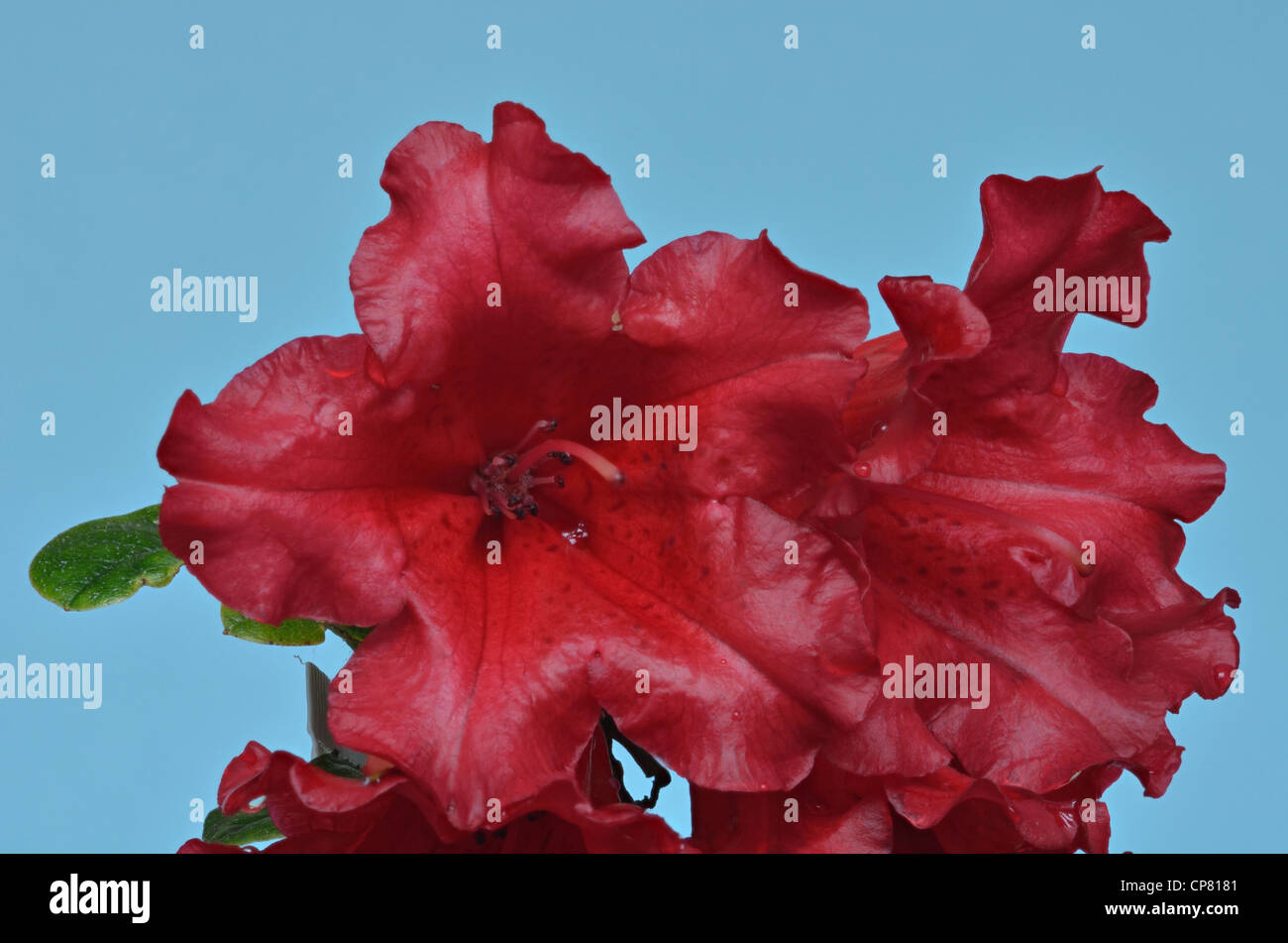 Deep red rhododendron flower showing petals, stamens, etc Stock Photo ...