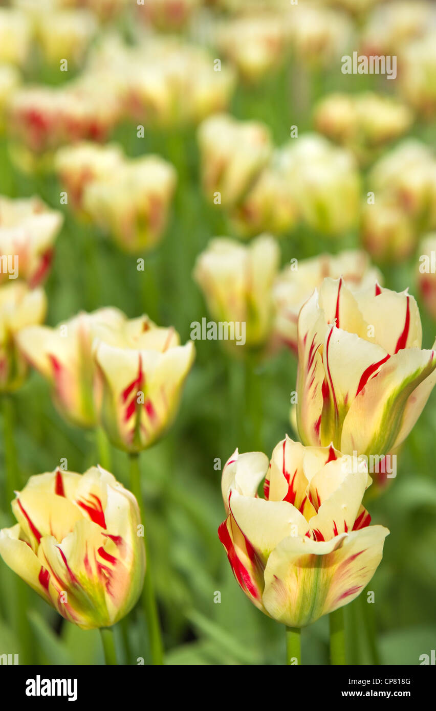 Flamed with red hi-res stock photography and images - Alamy