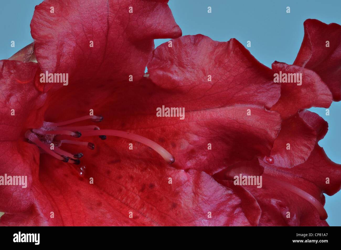 Deep Red Rhododendron High Resolution Stock Photography and Images - Alamy