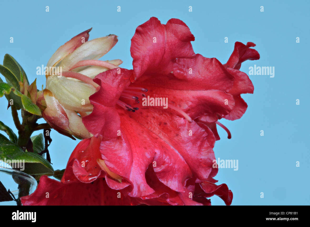 Deep Red Rhododendron High Resolution Stock Photography and Images - Alamy