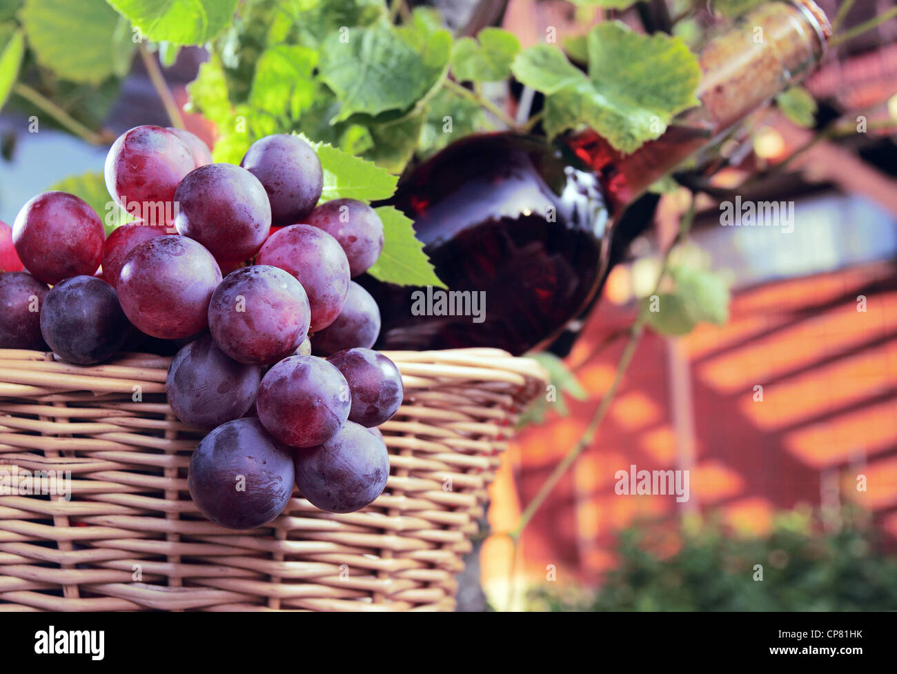 Rose grape plant hi-res stock photography and images - Alamy