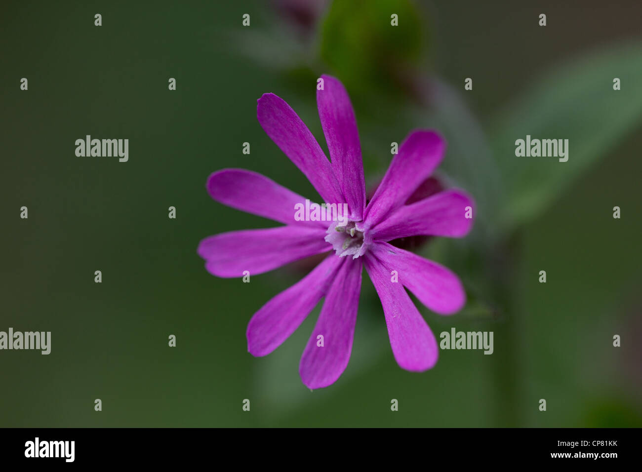 Macro of pink campion flower Stock Photo - Alamy