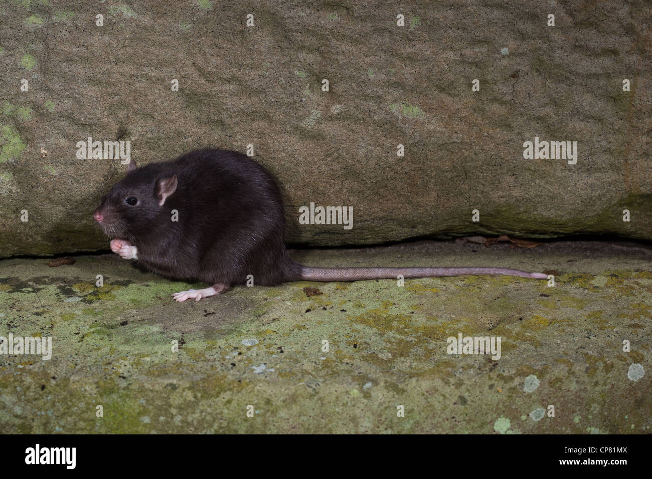 Brown Rat (Rattus norvegicus). 'Black' or melanistic form Stock Photo ...