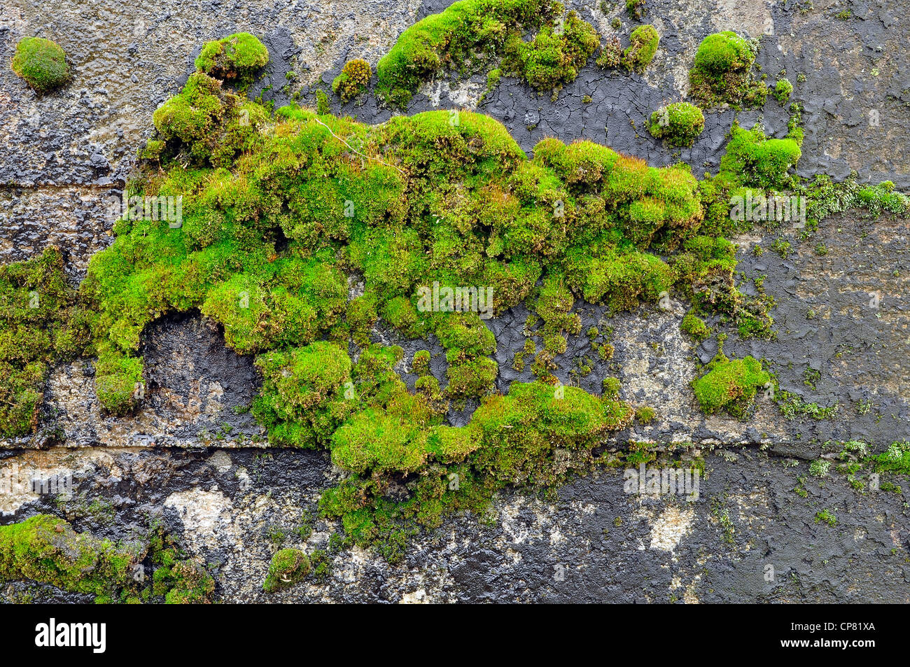 moss on a wall with mud Stock Photo - Alamy