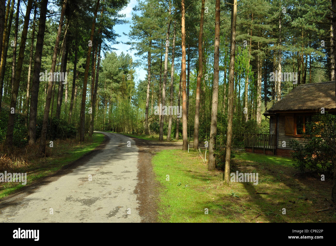 Griffon forest York Stock Photo - Alamy