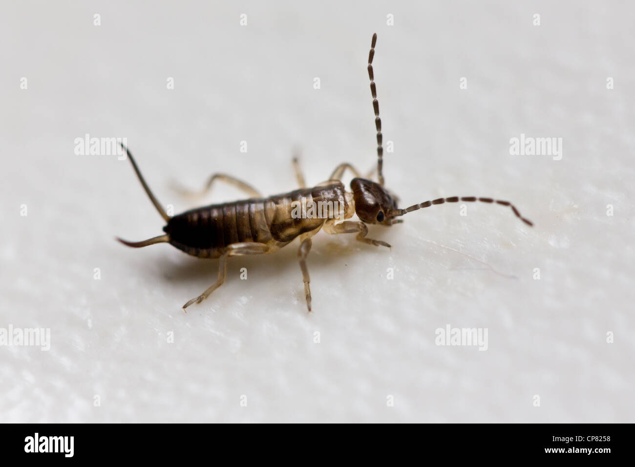 Crawling insect hi-res stock photography and images - Alamy