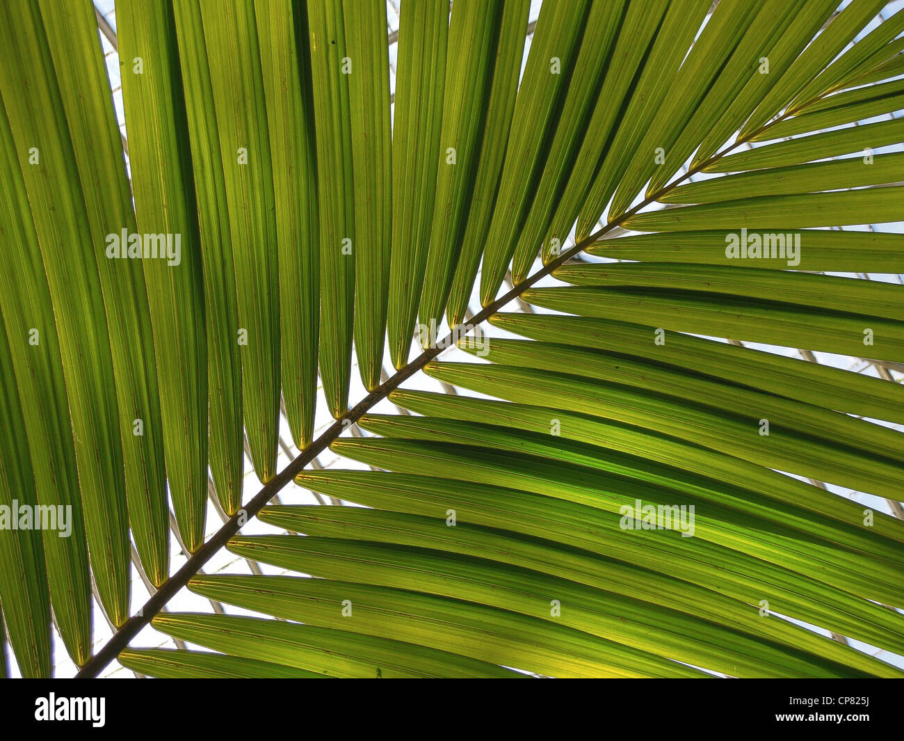 The leaves and branch of a Thatch Palm Stock Photo - Alamy
