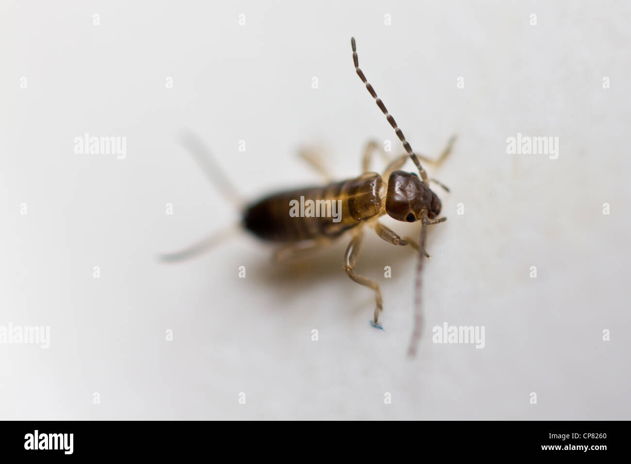 Macro crawling insect in sink Stock Photo - Alamy