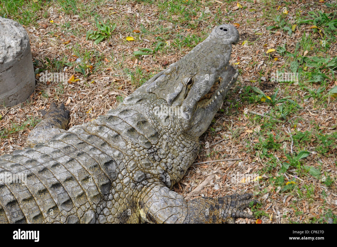 Crocodile sunning hi-res stock photography and images - Alamy