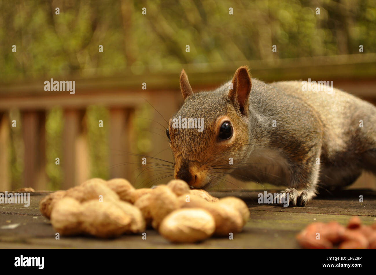 Grey squirrel vermin Stock Photo - Alamy