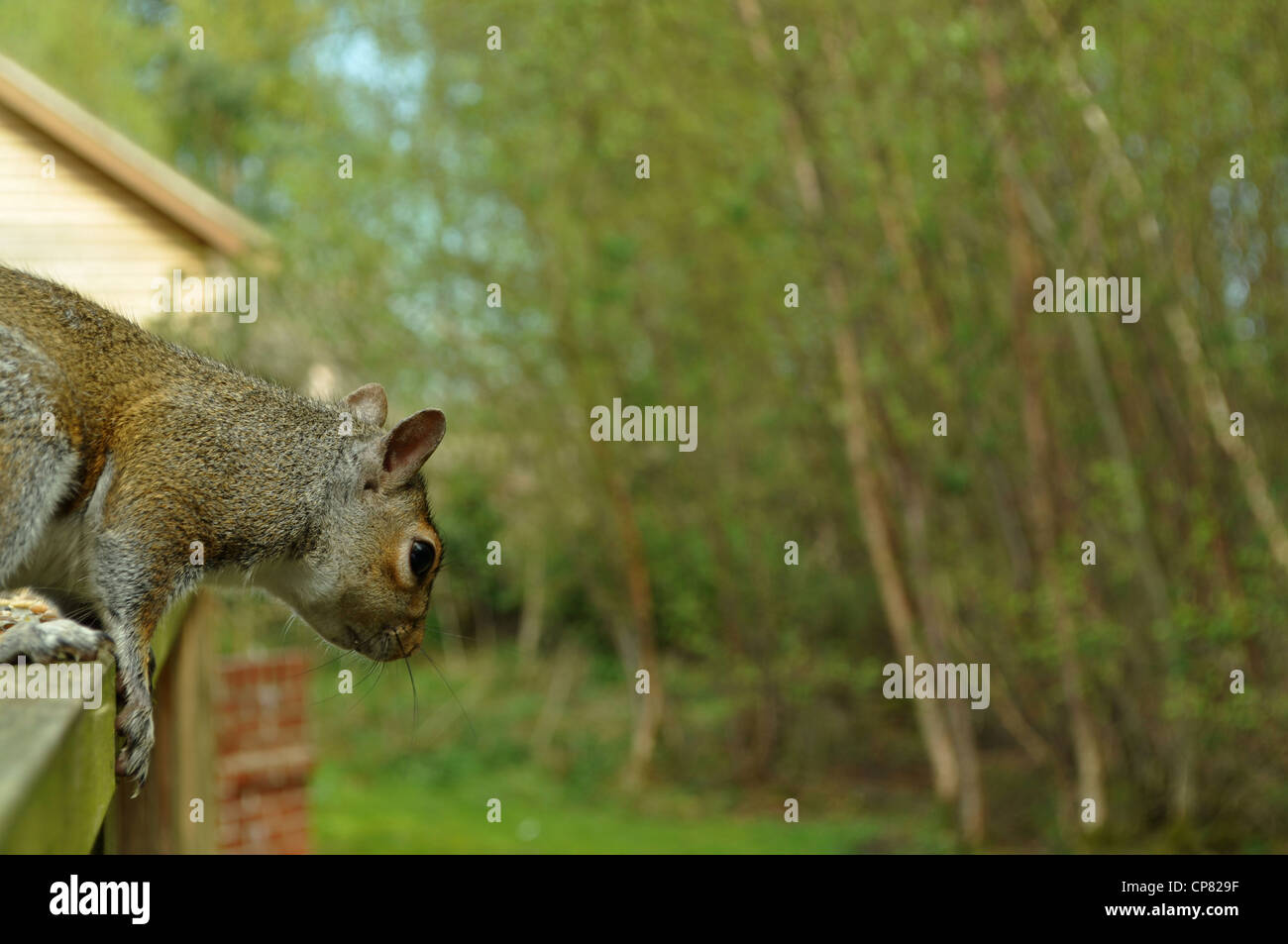 Grey squirrel vermin Stock Photo - Alamy