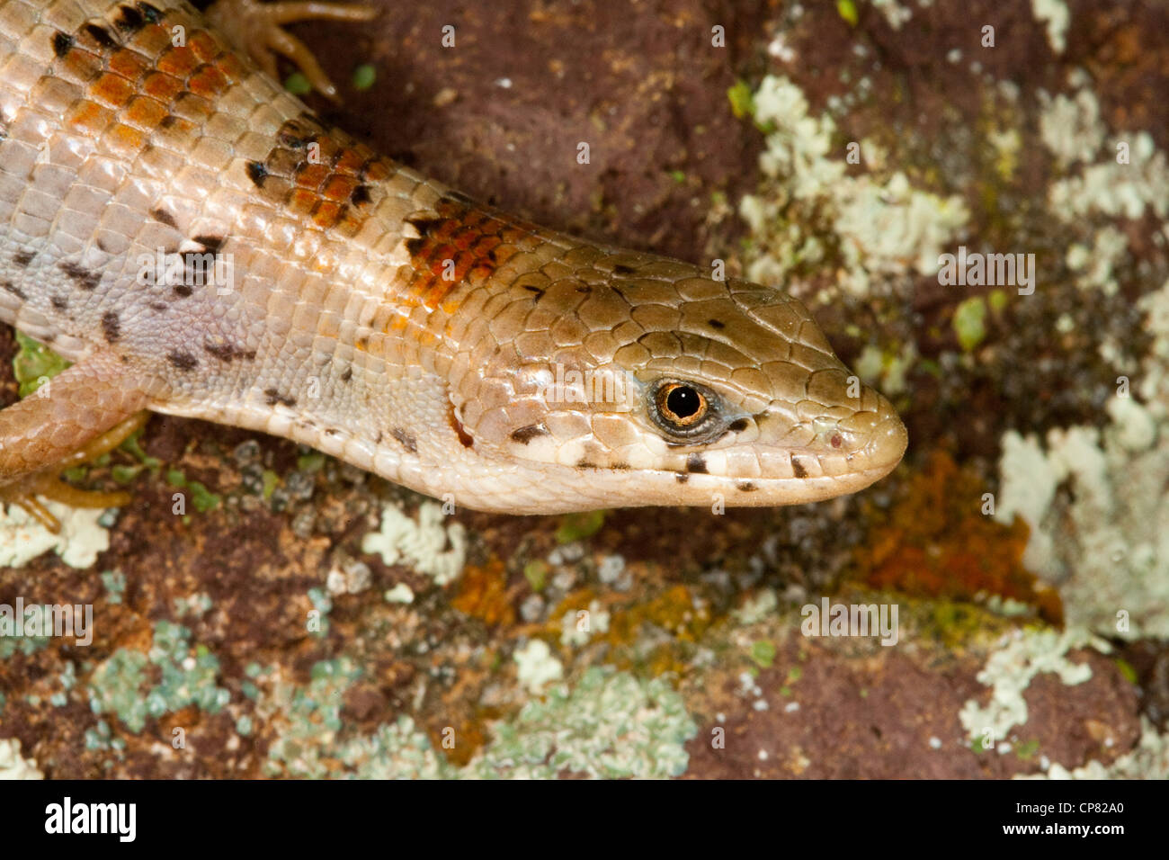 Madrean Alligator Lizard Elgaria kingii nobilis Santa Catalina ...