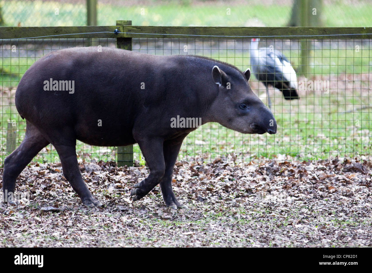 Tapirus terrestris in captivity Brazilian Tapir Stock Photo - Alamy