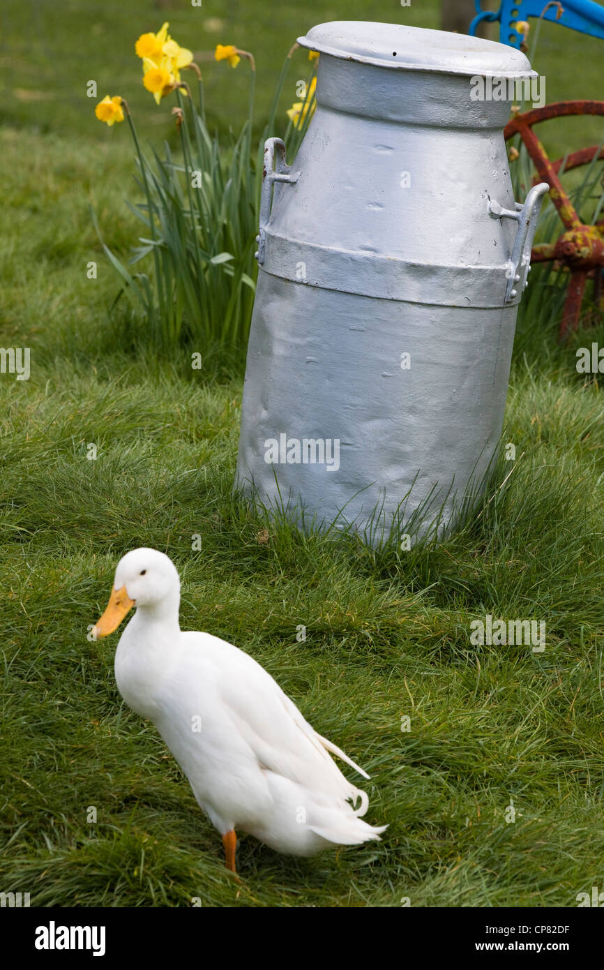 White Duck Sat by a Old Milk Churn Anas platyrhynchos Stock Photo - Alamy