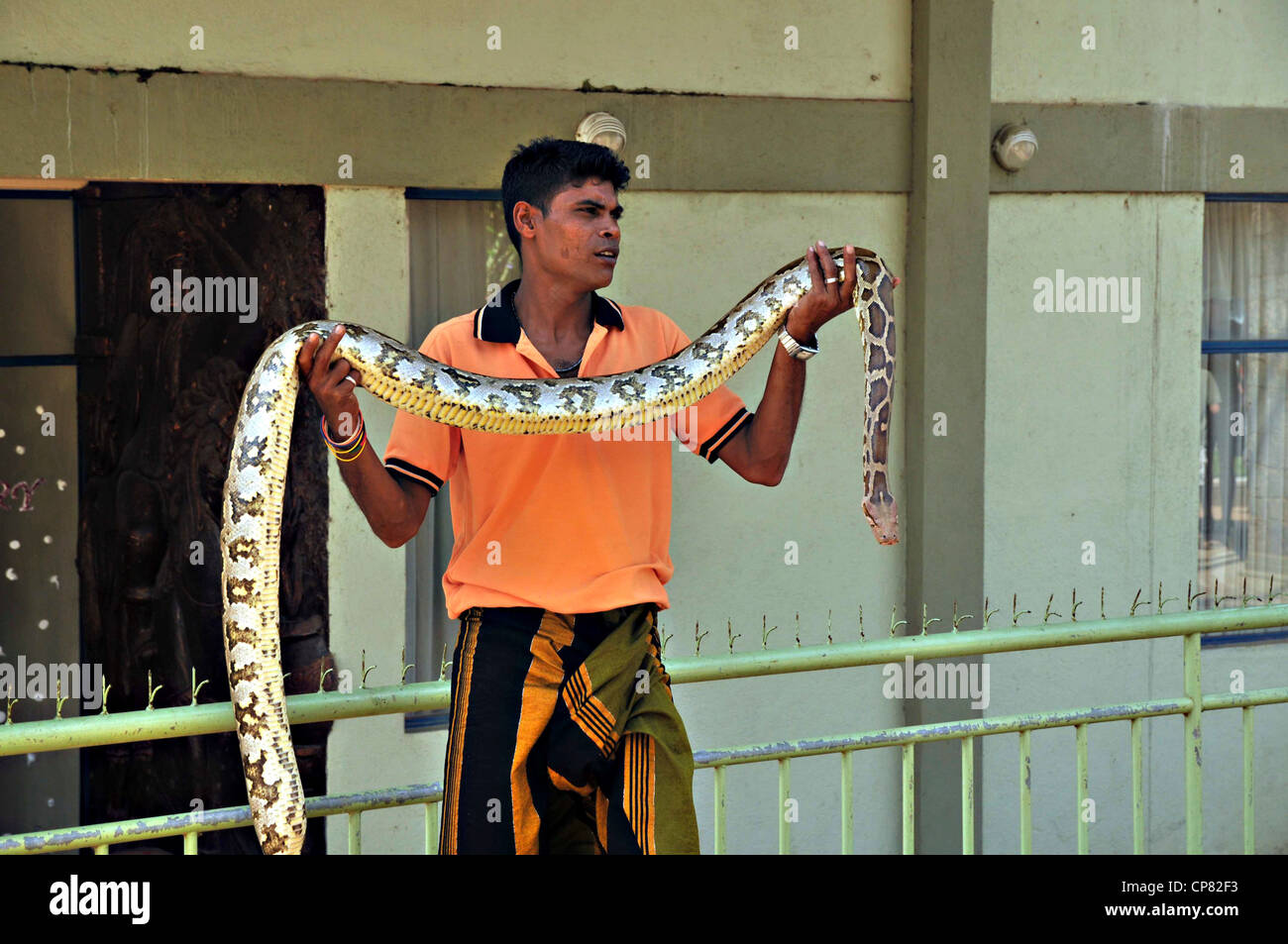 Snake charmer holds an Indian Python (Python molurus), Sri Lanka Stock ...