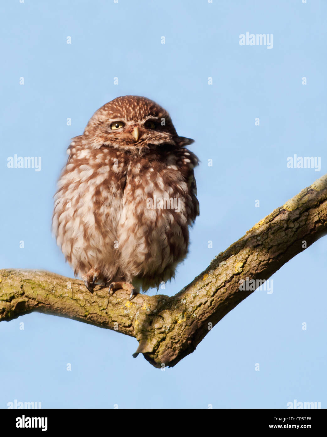 Little owl uk tree hi-res stock photography and images - Alamy