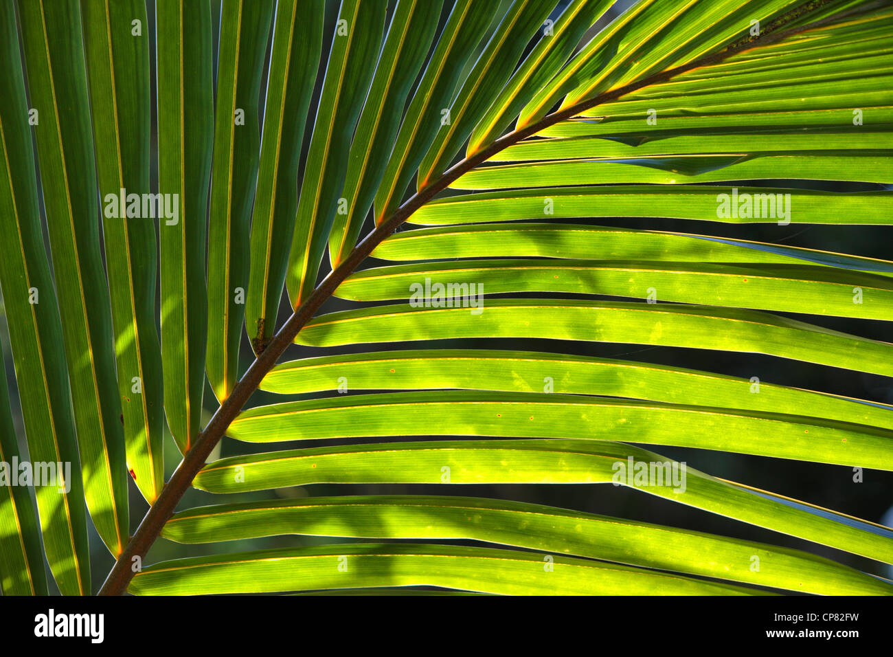 Palm frond hi-res stock photography and images - Alamy