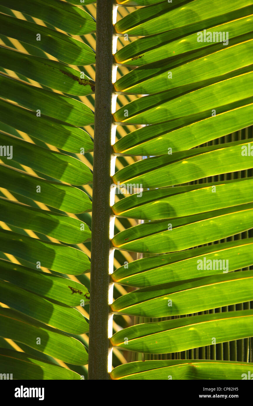 Colorful closeup detail of palm frond Stock Photo - Alamy