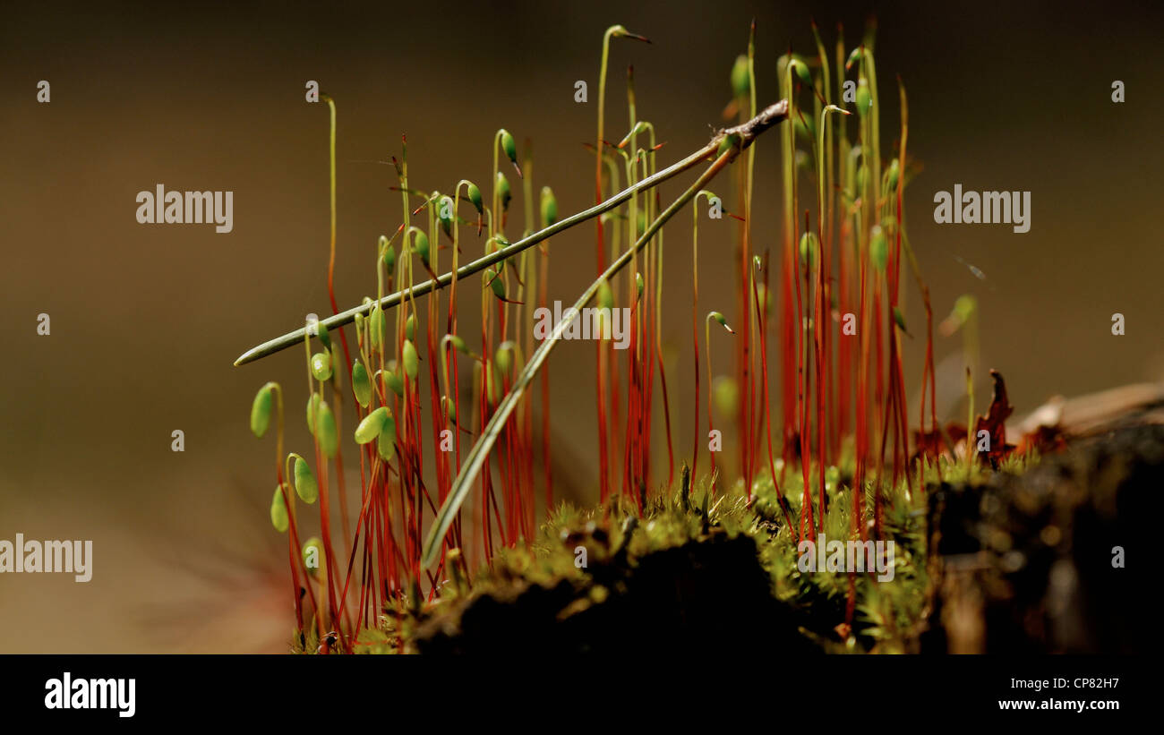 Beautiful moss sporophytes growing on the old tree stump Stock Photo ...