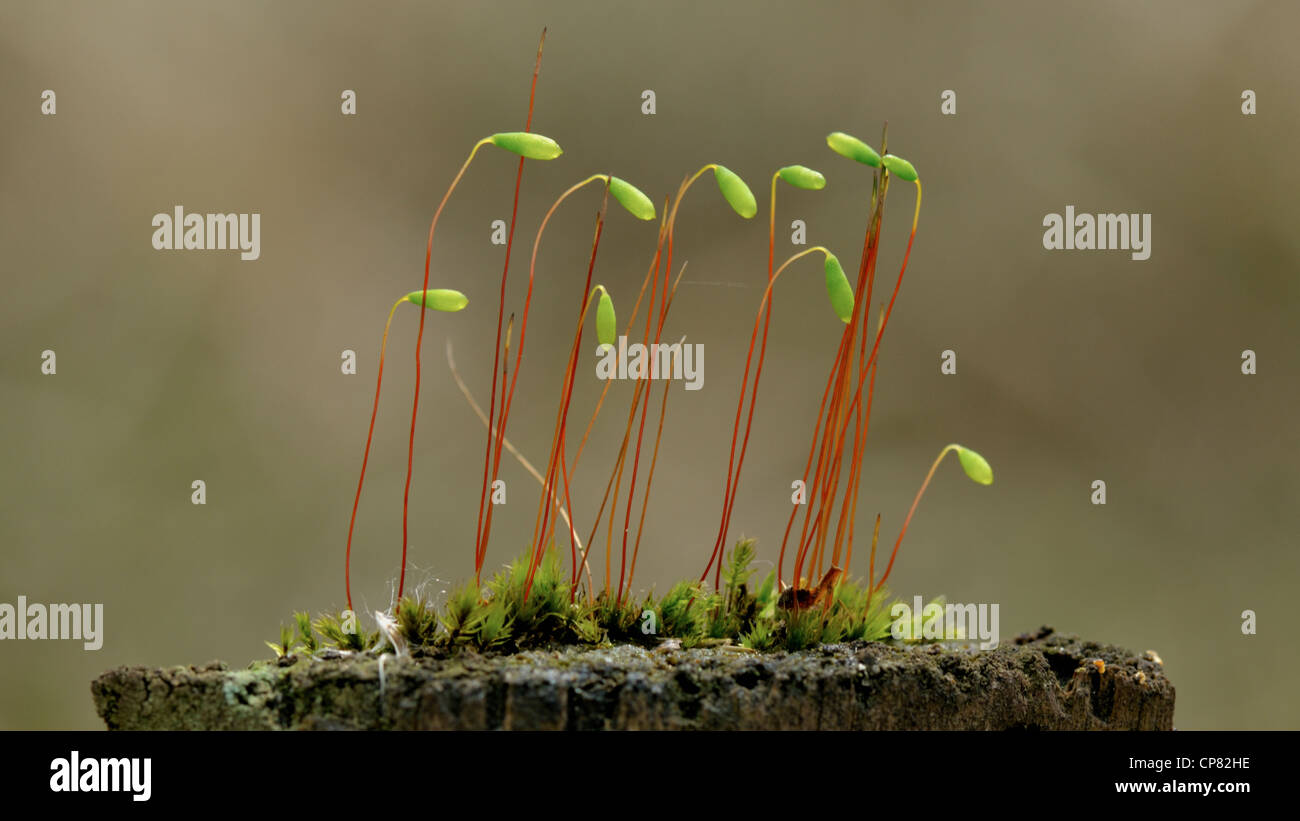Beautiful moss sporophytes growing on the old tree stump Stock Photo ...