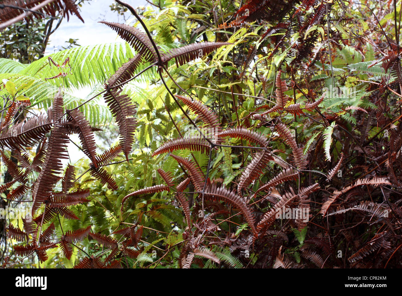 Hawaii Volcanoes National Park rainforest Stock Photo - Alamy