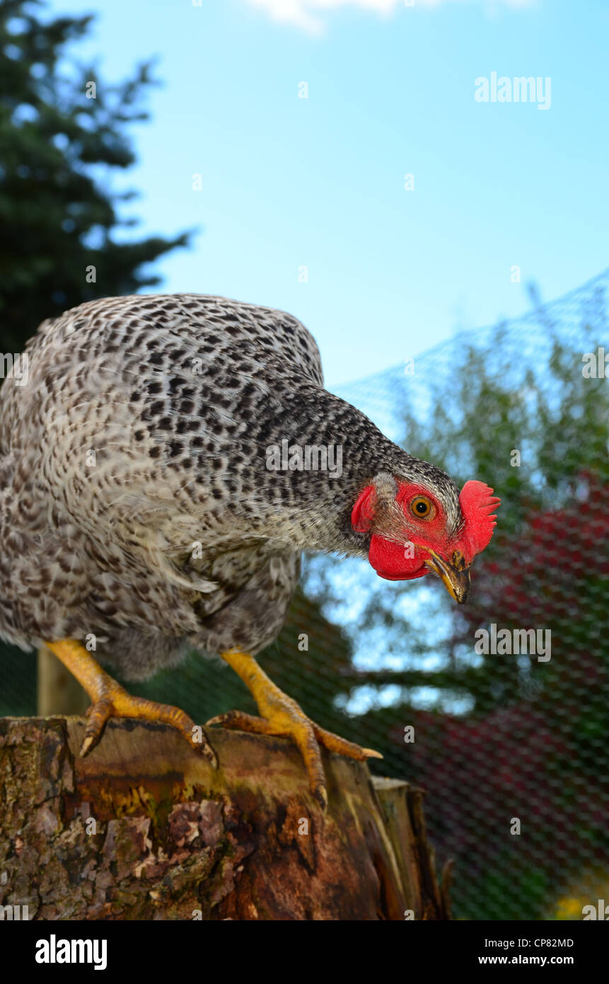 North holland blue hen hi-res stock photography and images - Alamy