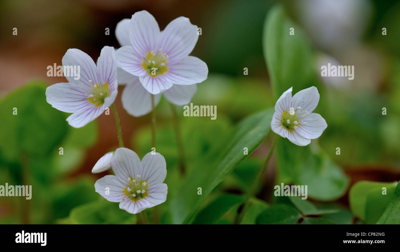 Spring wild flowers in the forest Stock Photo - Alamy